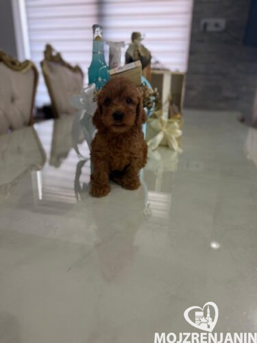 GOLDENDOODLE stenci