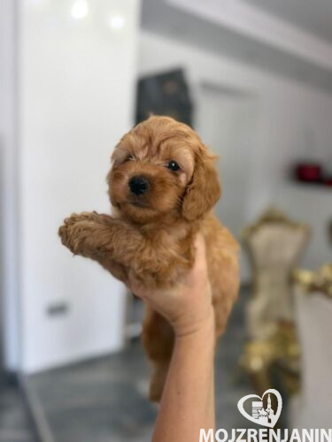 Goldendoodle prelepi štenci