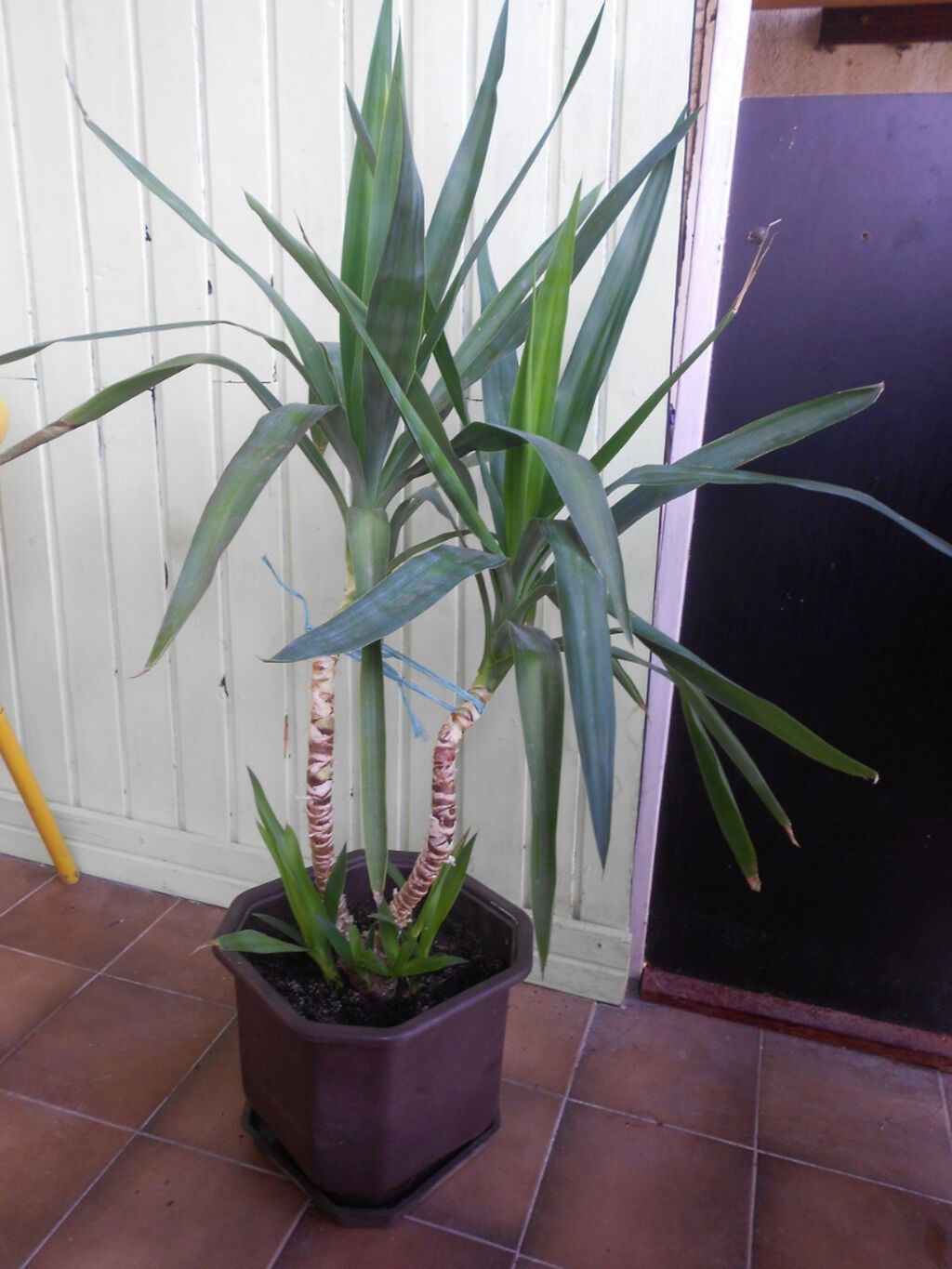 Velika Dracena sa saksijom. Šaljemo Beksom