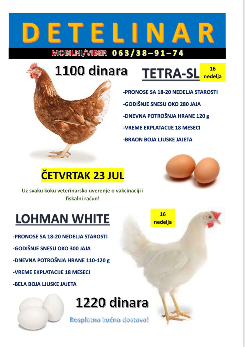 Prodaja nosilja – hibridi TETRA-SL i LOHMAN WHITE (starost 16 nedelja)