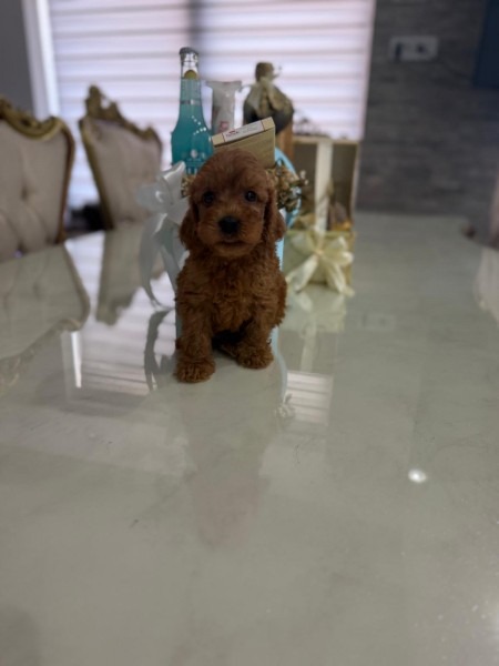 GOLDENDOODLE stenci