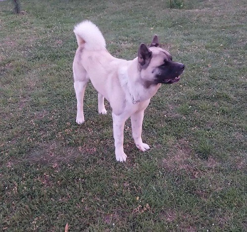 Američka akita, parenje