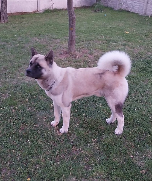 Američka akita, parenje