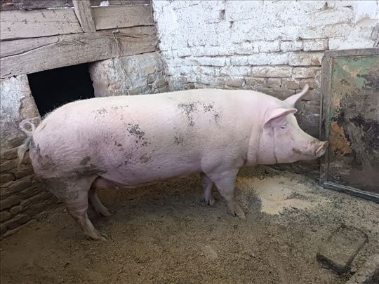 Krmača za priplod