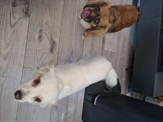 Mešanac, mlad pas