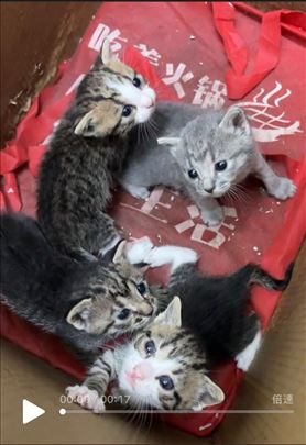 Ruska plava, 年轻的猫