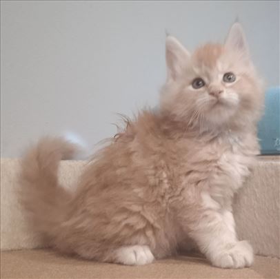Maine Coon , mače