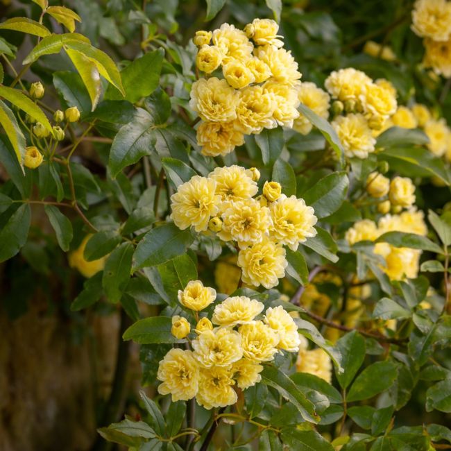 Rosa banksiae 'Lutea' (Rambler)