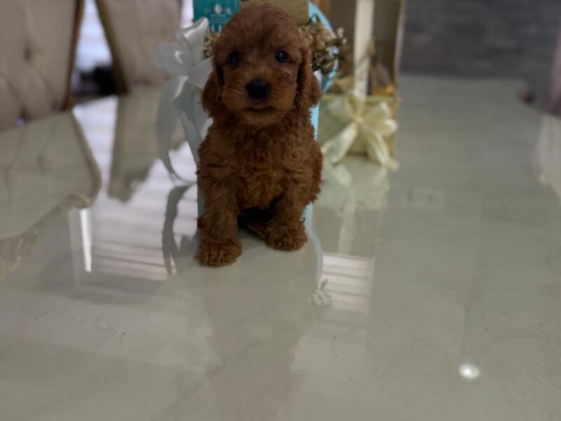 Goldendoodle prelepi štenci