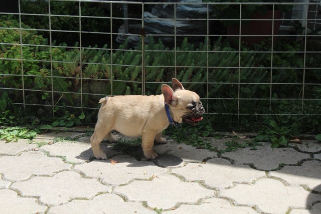 Francuski Buldog štenci