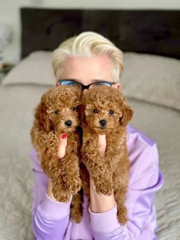 TOY & MINI PUDLE
