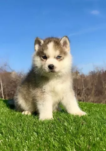 POMSKY-POMSKI (POMERANAC + HASKI)