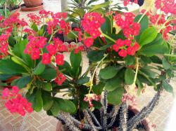 HRISTOV TRN (EUPHORBIA MILII) - BILJKA