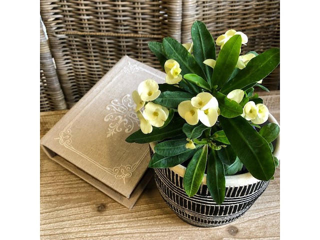HRISTOV TRN (EUPHORBIA MILII) - BILJKA