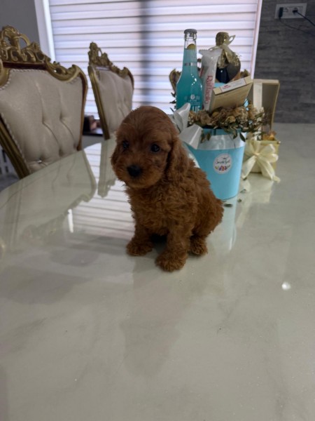 GOLDENDOODLE stenci