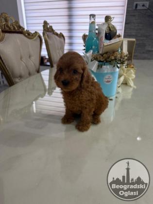 GOLDENDOODLE stenci