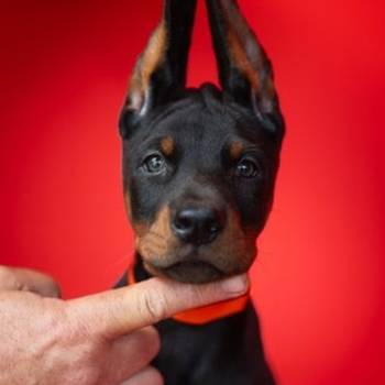 Doberman, stenad na prodaju