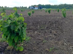 Prodaja Građevinsko zemljište - Beograd