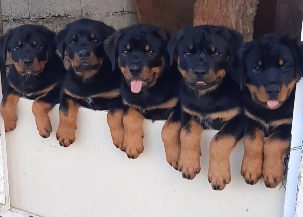 Rotvajler, muška štenad