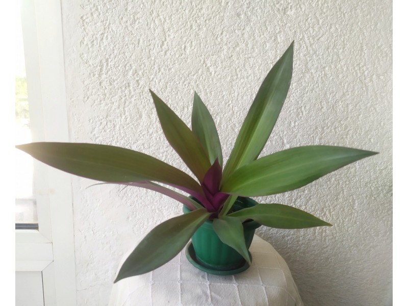 Mojsijeva kolevka 30 cm - Tradescantia spathacea