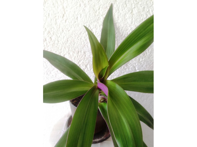Mojsijeva kolevka 40 cm - Tradescantia spathacea