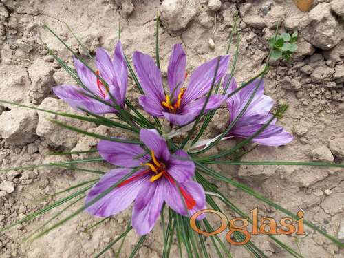 Prodajem lukovice začinskog šafrana (Crocus Sativus) gajene u Vojvodini