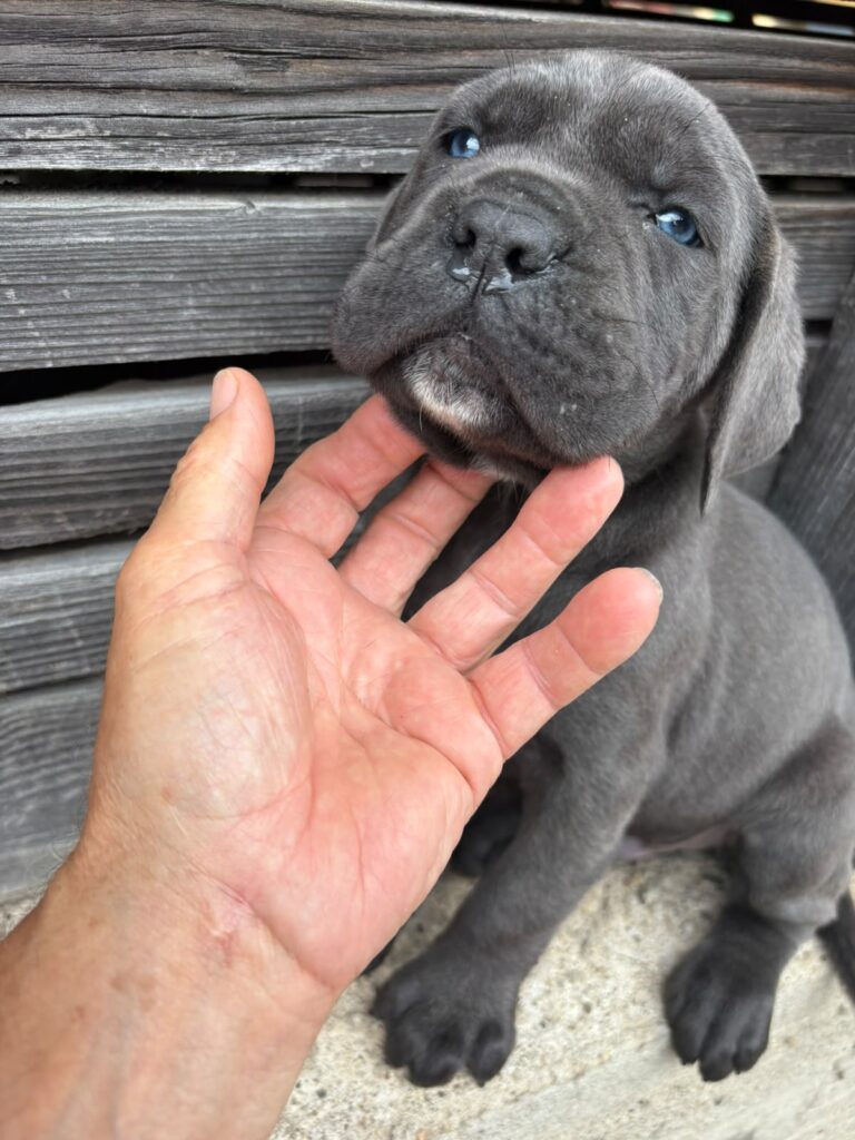 Zenke i muzjaka rase cane corso. 2 meseca sive i crne boje