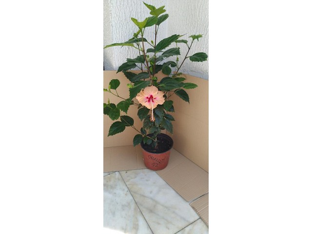SOBNI HIBISKUS ORANŽ