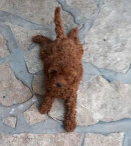 CRVENA TOY PUDLICA, ŽENSKO ŠTENE – STARO 2,5 MESECI