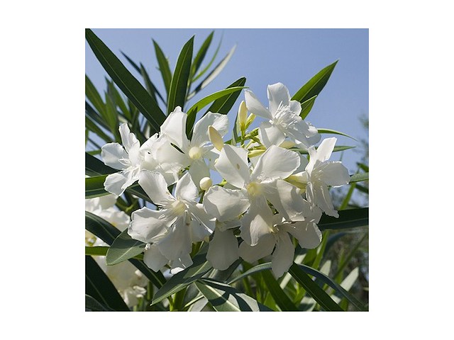 OLEANDER - SADNICA