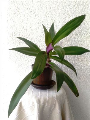 Mojsijeva kolevka 40 cm - Tradescantia spathacea