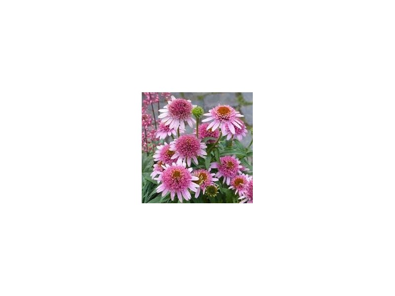 Ehinacea - Echinacea Butterfly kisses 2 god.