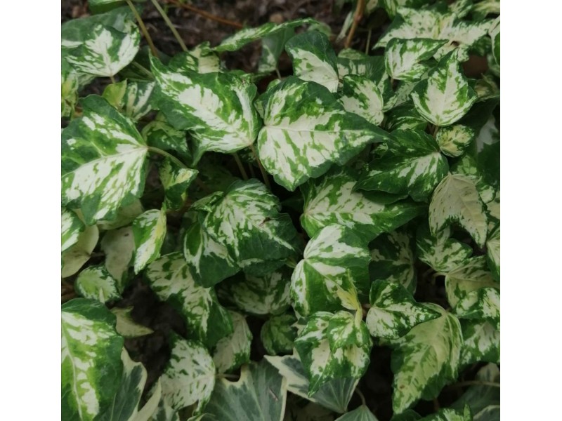 Bršljan - Hedera Glacer variegata