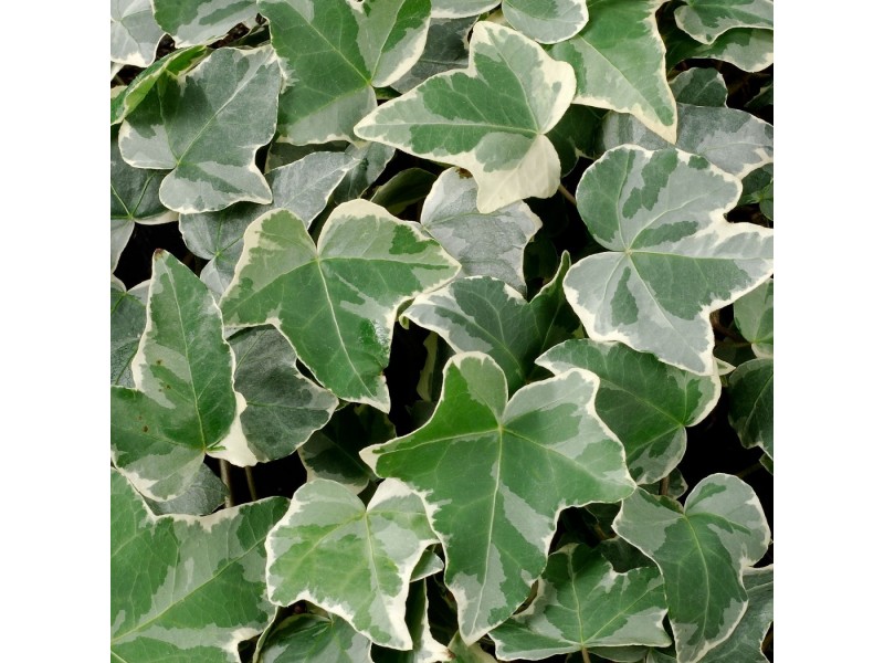 Bršljan - Hedera Glacer