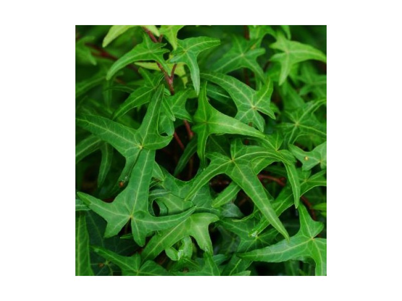 Bršljan sitnolisni - Hedera Sagittifolia