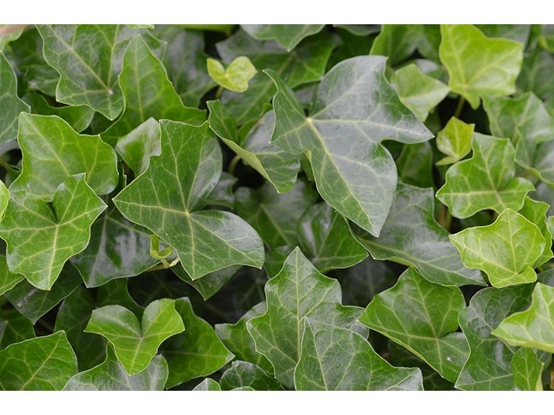 Bršljan - Hedera Baltica