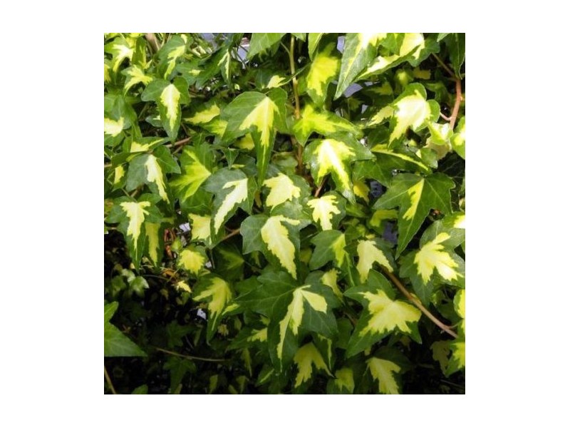 Bršljan - Hedera Goldenheart