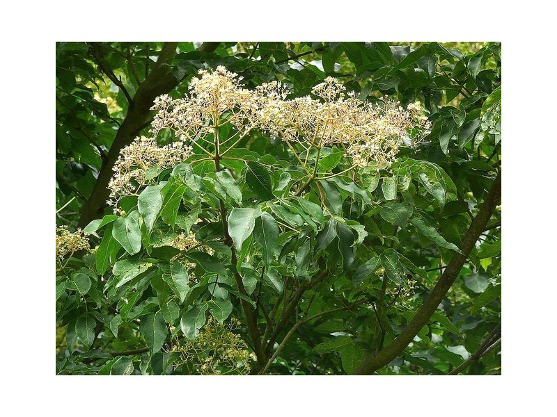 Evodija - Tetradium daniellii hupehensis