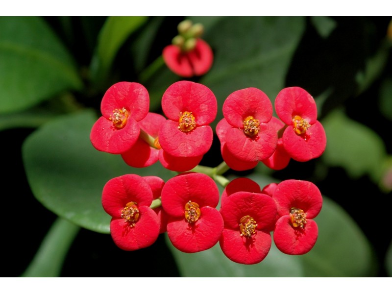 Hristov trn crveni sitni cvet- Euphorbia milli