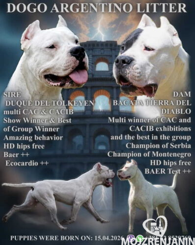 Leglo dogo argentino štenaca