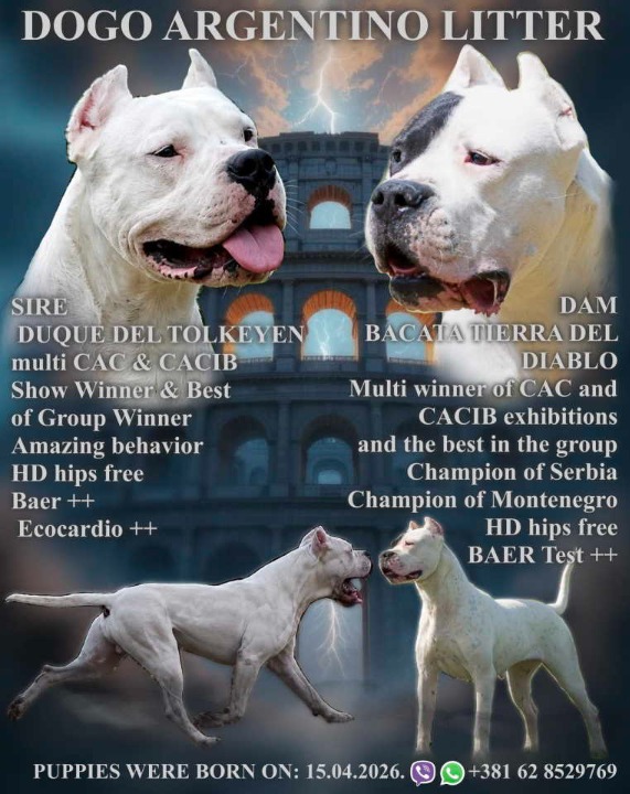 Leglo dogo argentino štenaca