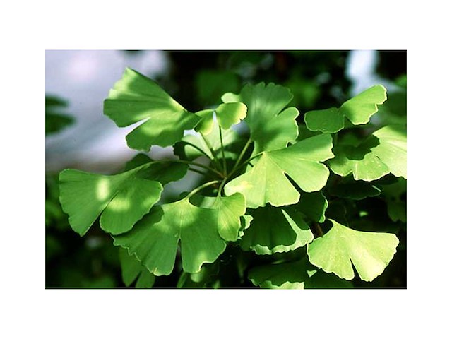 Ginko biloba