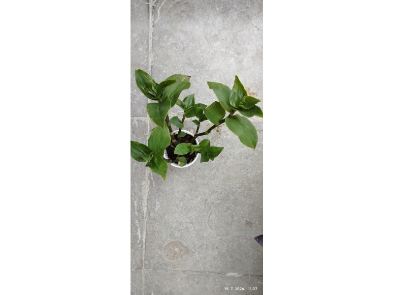 Tradescantia