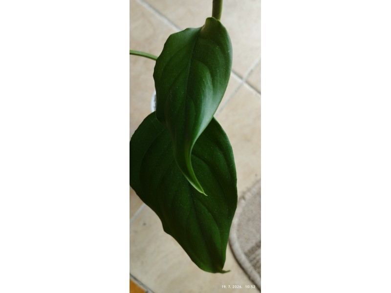 Aglaonema modestum zelena