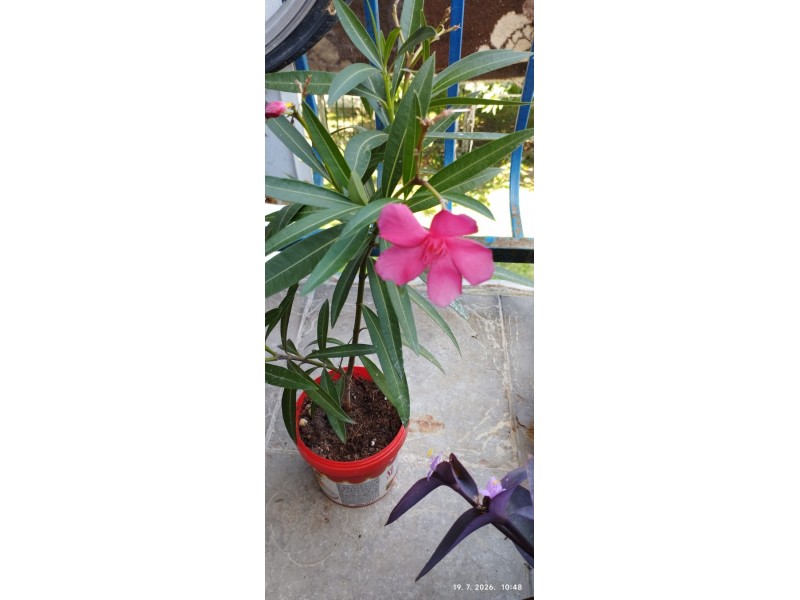 Oleander