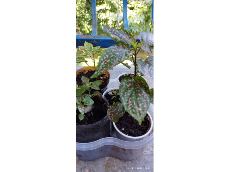 Hypoestes