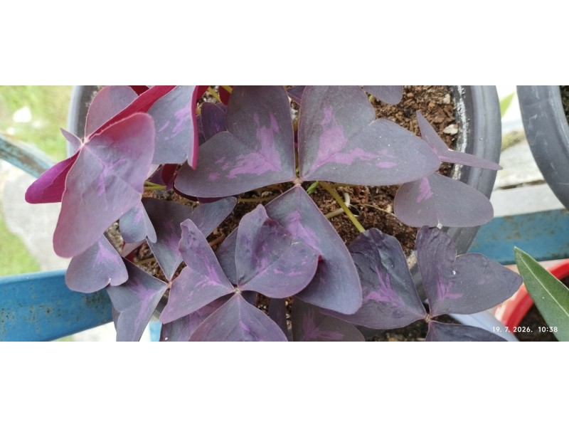 Oxalis triangularis