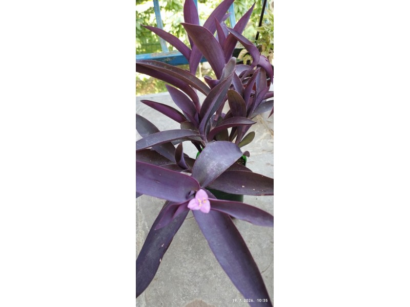 Tradescantia pallida