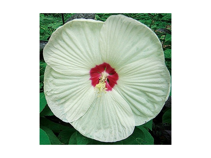 Močvarni hibiscus beli - Hibiscus moscheutos