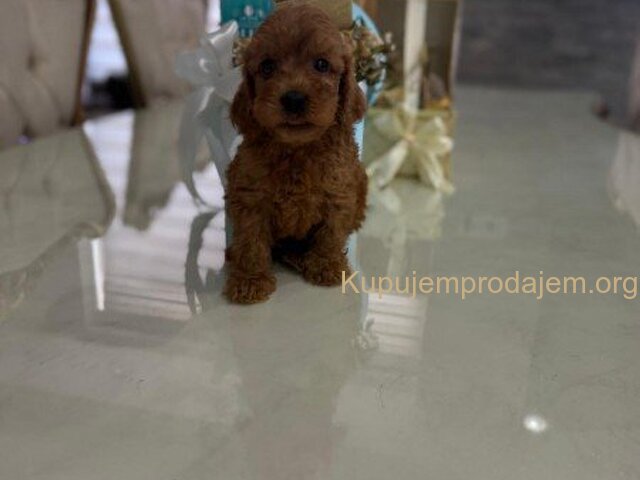 GOLDENDOODLE stenci